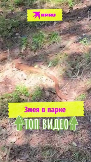 Змея в парке