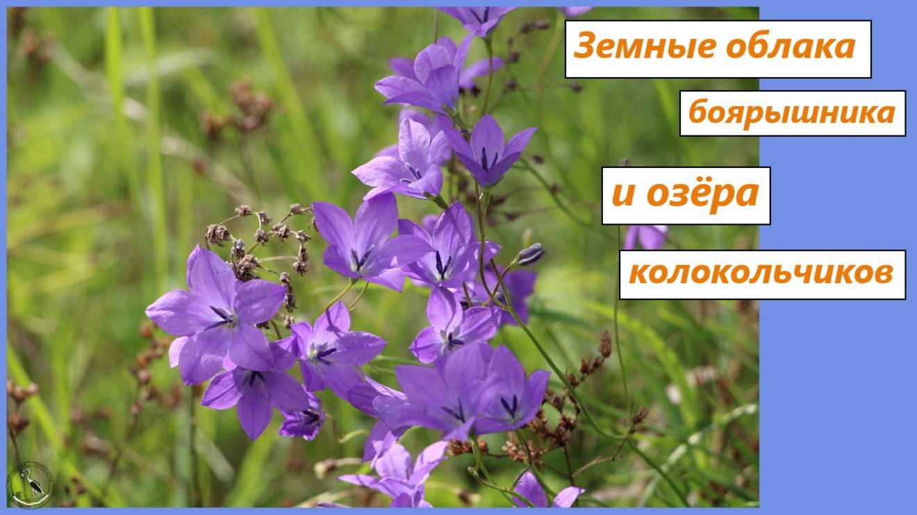 Цветущие озёра колокольчиков и земные облака боярышника. Май 2025
