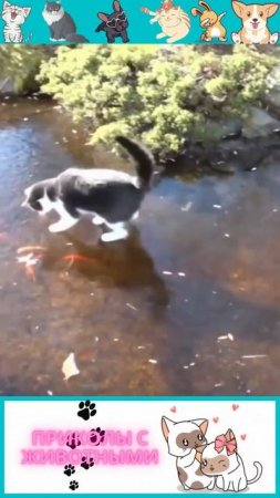 Приколы с животными , смешные собаки и кошки  , смех до слез #shorts #cat #dogs #animals