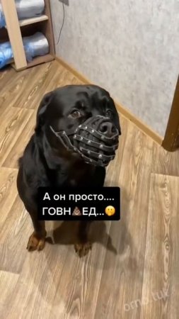 Выгуливайте собак в намордниках, вот еще один плюс намордника, прикол, smile))