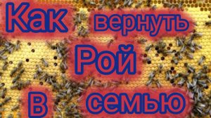 Как вернуть рой в семью 🐝