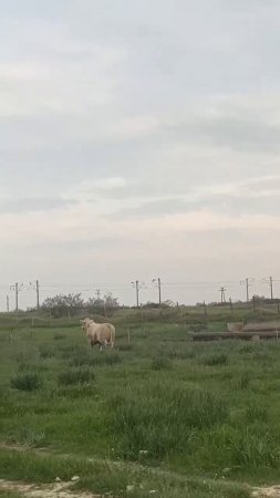 Племенной бык породы шароле приехал в своё новое хозяйство!
