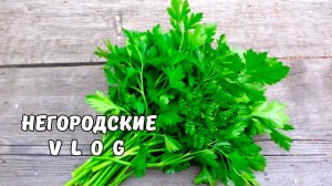 Туман жалуется. Петрушка в кашу для НУТРИЙ: вкусно и полезно. 15.05.25