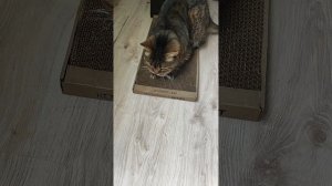 Новая когтеточка очень понравилась кошкам❤️