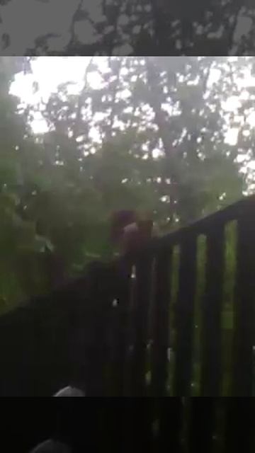 Белка из кормушки  _20250520_132515