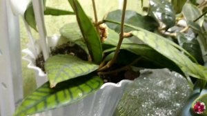 Цвітіння хойї 💚 H. Callistophylla sp. Kalimantan💖