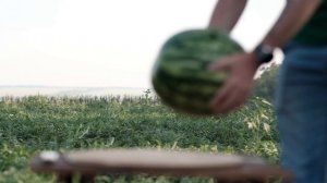 Классический арбуз сорта Сармат - раннеспелый гибрид