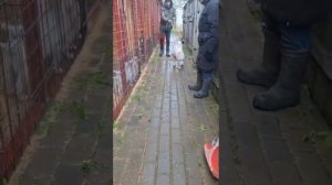 🐕 Жизнь в стае: как кормятся щенки алабаев с мамой