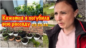 ВСЯ РАССАДА ЗАМЕРЗЛА😱/ПЕРЕВЕЗЛА РАССАДУ НА ДАЧУ/ПРОДУКТИВНАЯ РАБОТА НА ДАЧНОМ УЧАСТКЕ