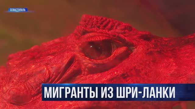 📺Севастопольский морской Аквариум-музей ТВ сюжет. "Новости" (Севастополь, 19 мая 2025)🎬🐬