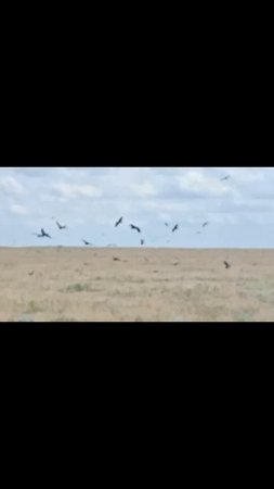 Каравайки в долине Восточного Маныча - одни из главных борцов с саранчой