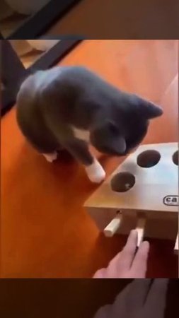 Веселые коты / Смешные котики / Коты приколы / Забавные животные / Смешные коты