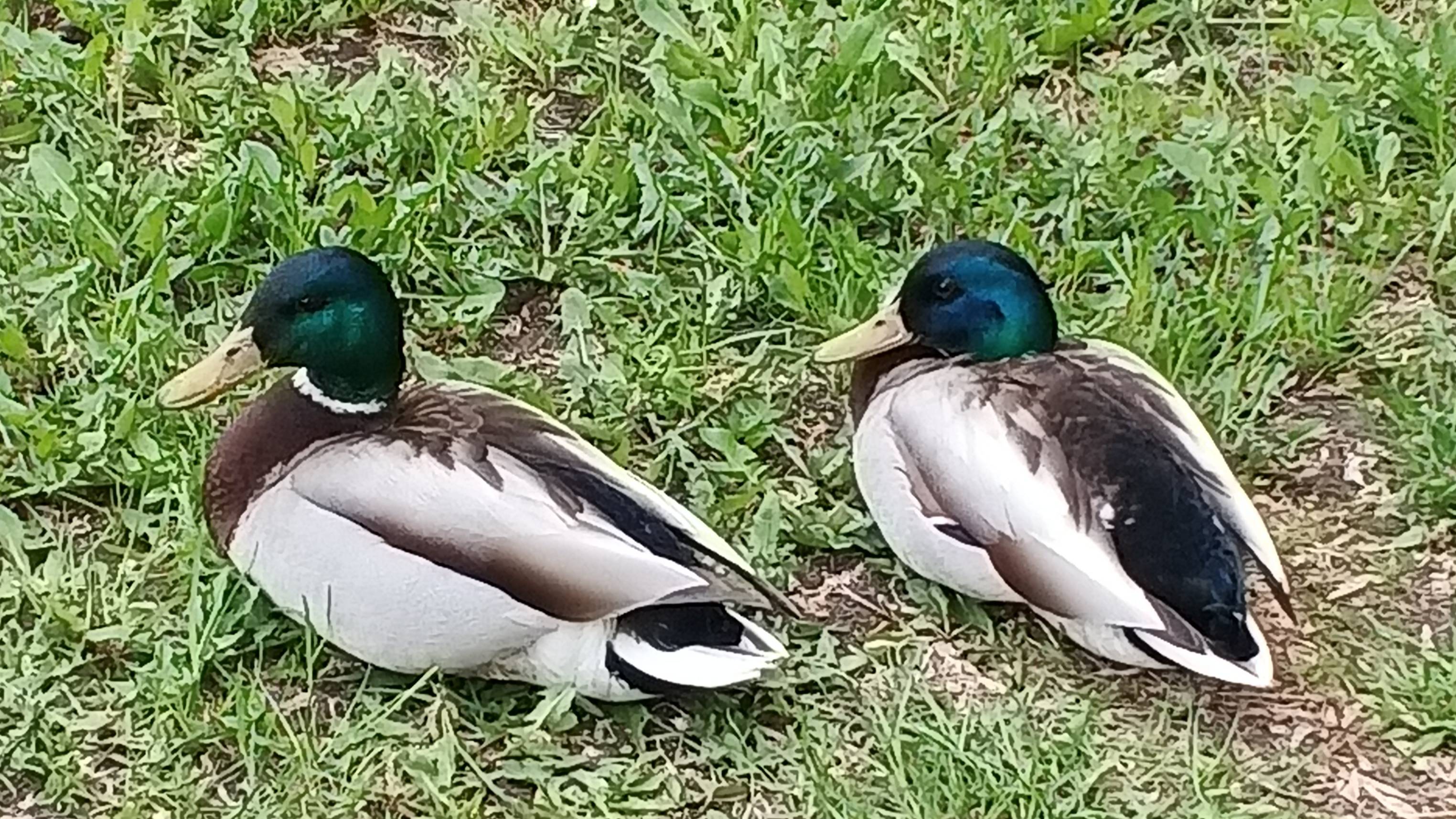 Весенние зарисовки