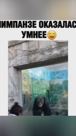Не все люди умнее обезьяны 🐒#shorts #приколы #обзор