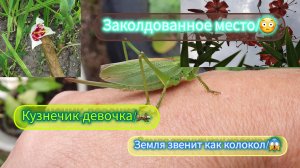 27-30.07.2024 ЛИВЕНЬ - ждали дождь МЕСЯЦ!!!😃🌧 ТИГРИДИЯ - цветок однодневка!😯 Последняя клубника!🍓🌺