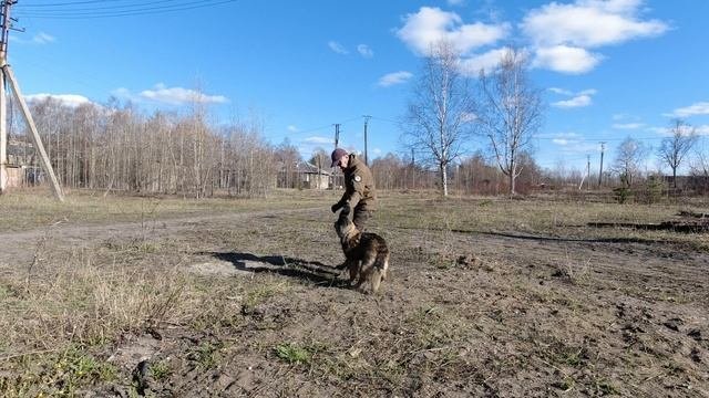 Тренировка по развитию пищевой мотивации и выдержки (Часть 2).