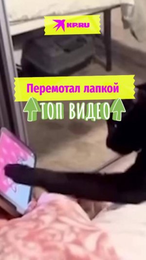Перемотал лапкой