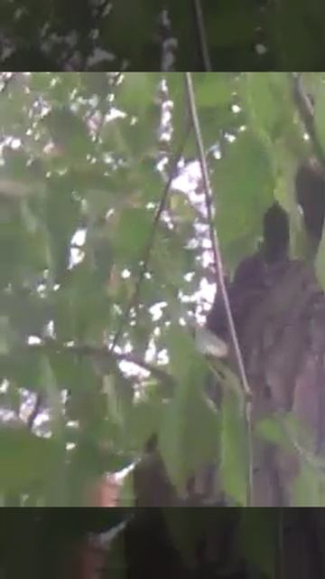 Беличий язык - её не видно _20250520_132723