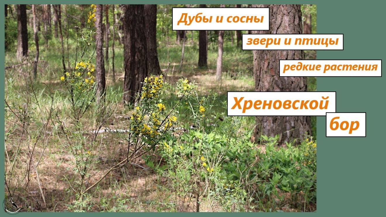 Хреновской бор в мае 2025. Редкие растения. Животные. Пение множества птиц.