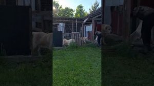 Вечернее кормление щенков алабаев в вольерах 🐕🥗