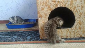 Шотландские вислоухие котята