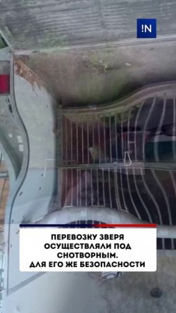 Медведь Михей с притравочной станции спасен!