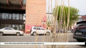Более 800 новых деревьев высадят на улицах Иркутска