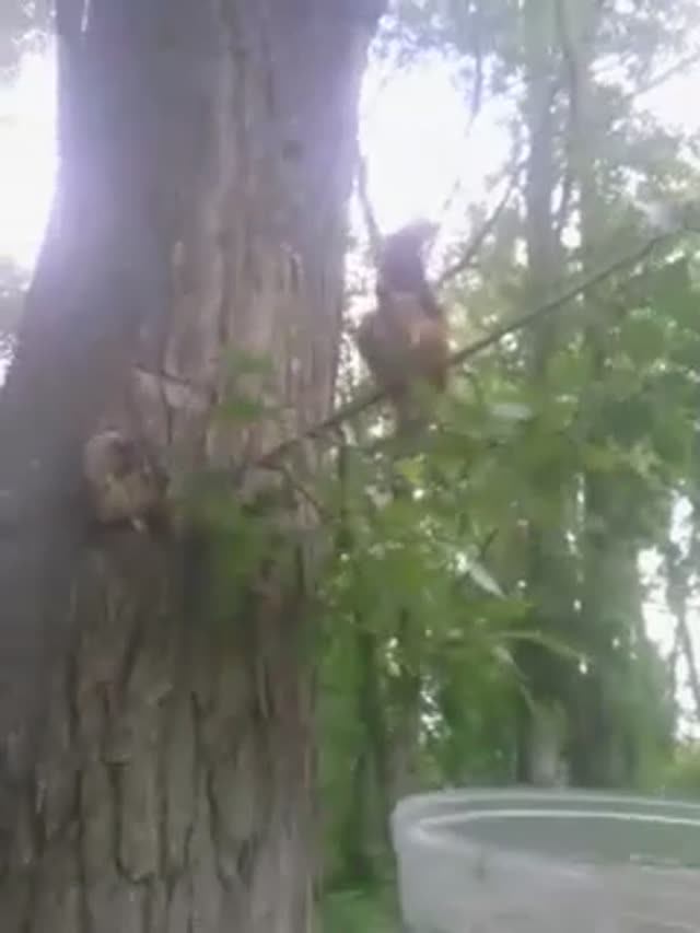 Хотели дать белке _20250520_132223