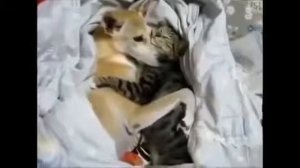 Кошка лучший друг собаки   Смешное видео про животных