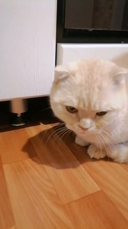 СЪЕЛА ПОЛкострюли#cat #коты #котики #юмор #приколы 🤯🤯🤯🤗🤗🤩🤔🤔♥️🥳❤️🥳♥️🤗🤯😃🐈👍🐈😂