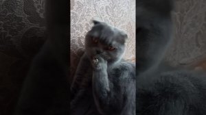 Шотландский кот делает себе педикюр