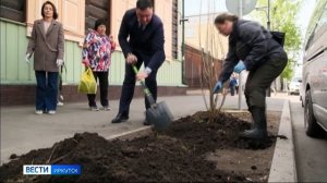 Более 800 новых деревьев высадят на улицах Иркутска