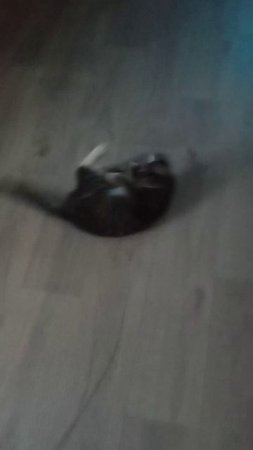 Симба играет