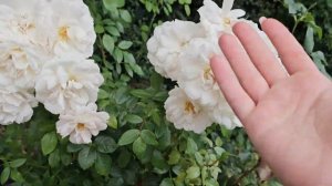 Прекрасная роза "Schneeflocke " 🌺