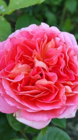 Розы Мами Дитьер и Эмильен Гийо #сад #дача #rose