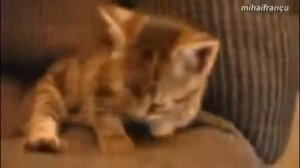 Смешные короткие видео