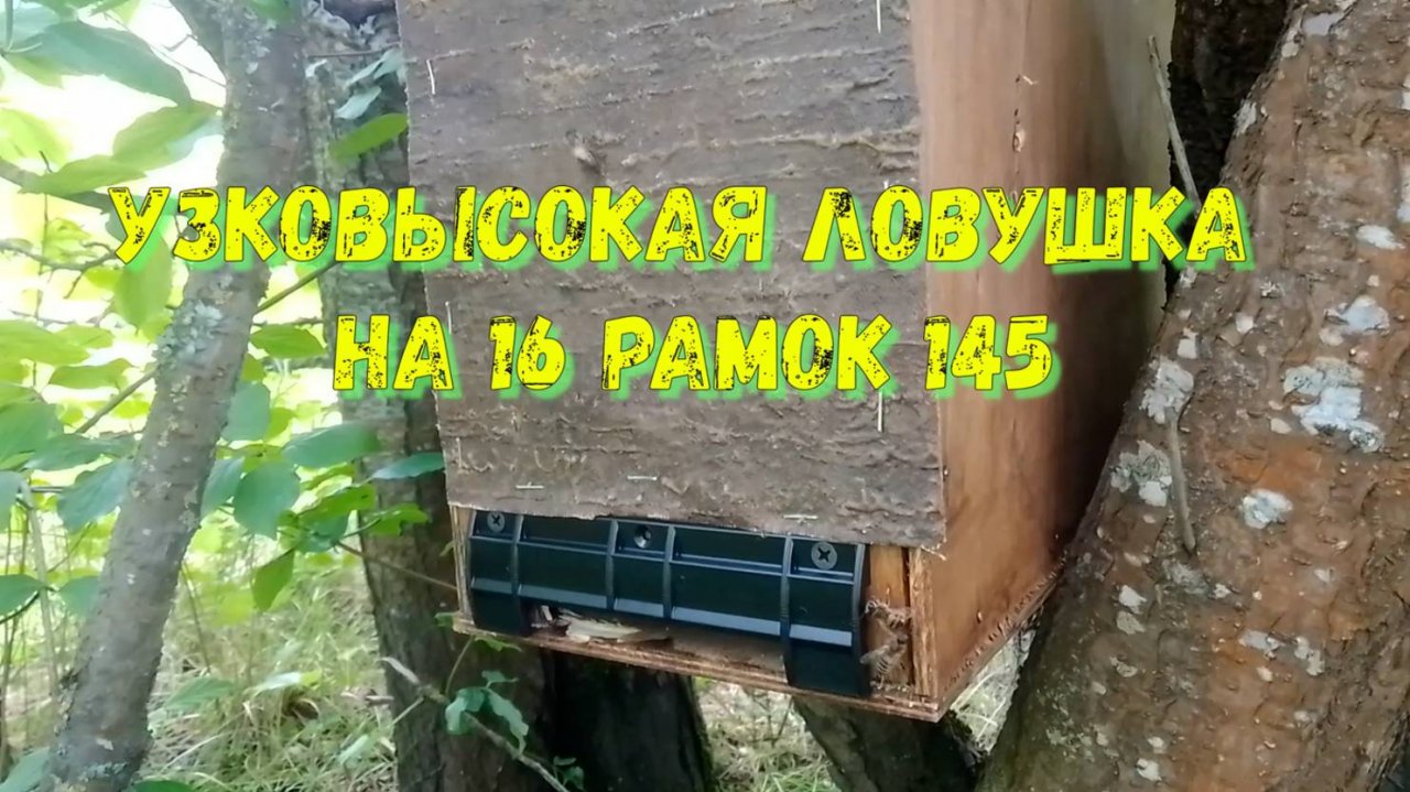Узковысокая ловушка. Первый рой.