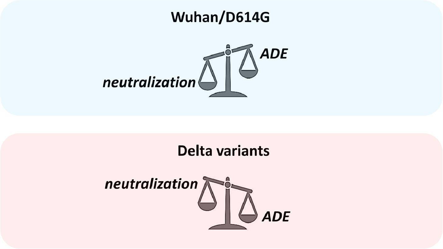 ADE и Ковид-дельта. Новые данные
