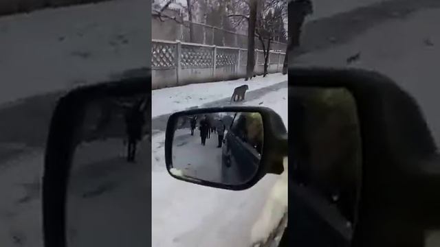 Обезьянка потерялась на улицах Тольятти