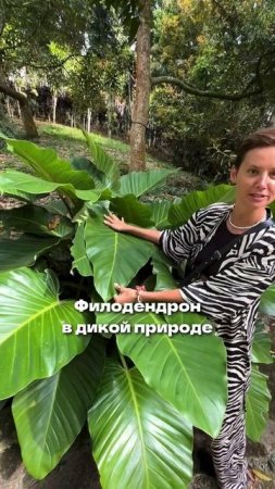 Филодендрон в дикой природе