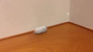 ПРАНК НАД СЁМКОЙ! Смешные игры в прятки. ПРИКОЛЫ С ХОМЯКАМИ