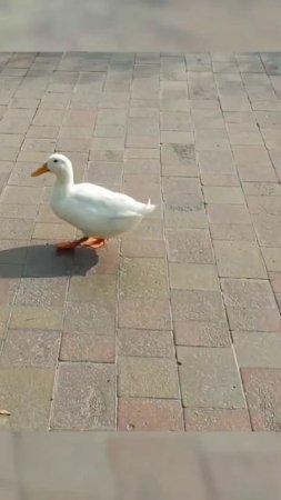 Нападение дикой, дубайской утки😅🦆 #нападение #животные #утка #шутка #прикол #смешноевидео #дубай