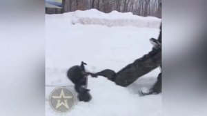 АРМЕЙКА подборка смешных видео за неделю