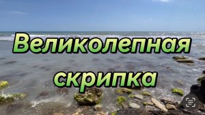 Великолепная скрипка, симфоническая история