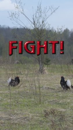 Тетеревиный ток в стиле Mortal Kombat