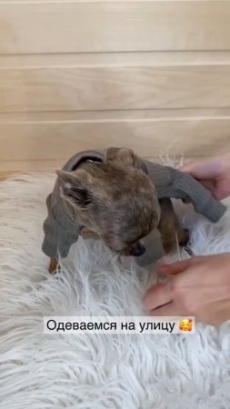 Как вам наши сборы? #чихуахуа #собака #юмор #chihuahua #dog #cобаки #cane #dogvideo #치와와 #チワワ #犬 #狗
