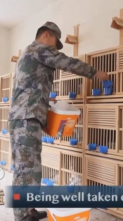 Для чего армии Китая нужны голуби