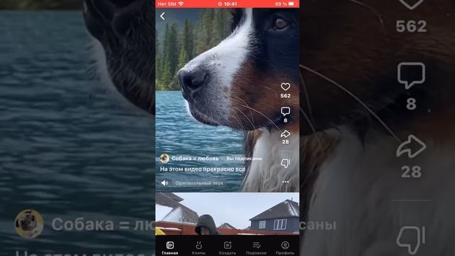 Видео про собак