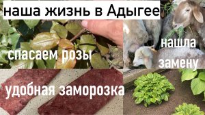 Жизнь на юге/ Подъедаем остатки/ Теперь голодная не будет/Напала на растишки/