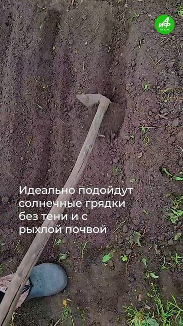 Хрустящая и сладкая: простые советы по посеву моркови